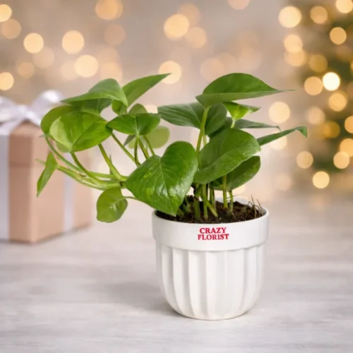 Green Money Plant with 4" White Pot - Crazy Florist | Bringing Nature ...