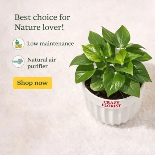 Green Money Plant with 4" White Pot - Crazy Florist | Bringing Nature ...